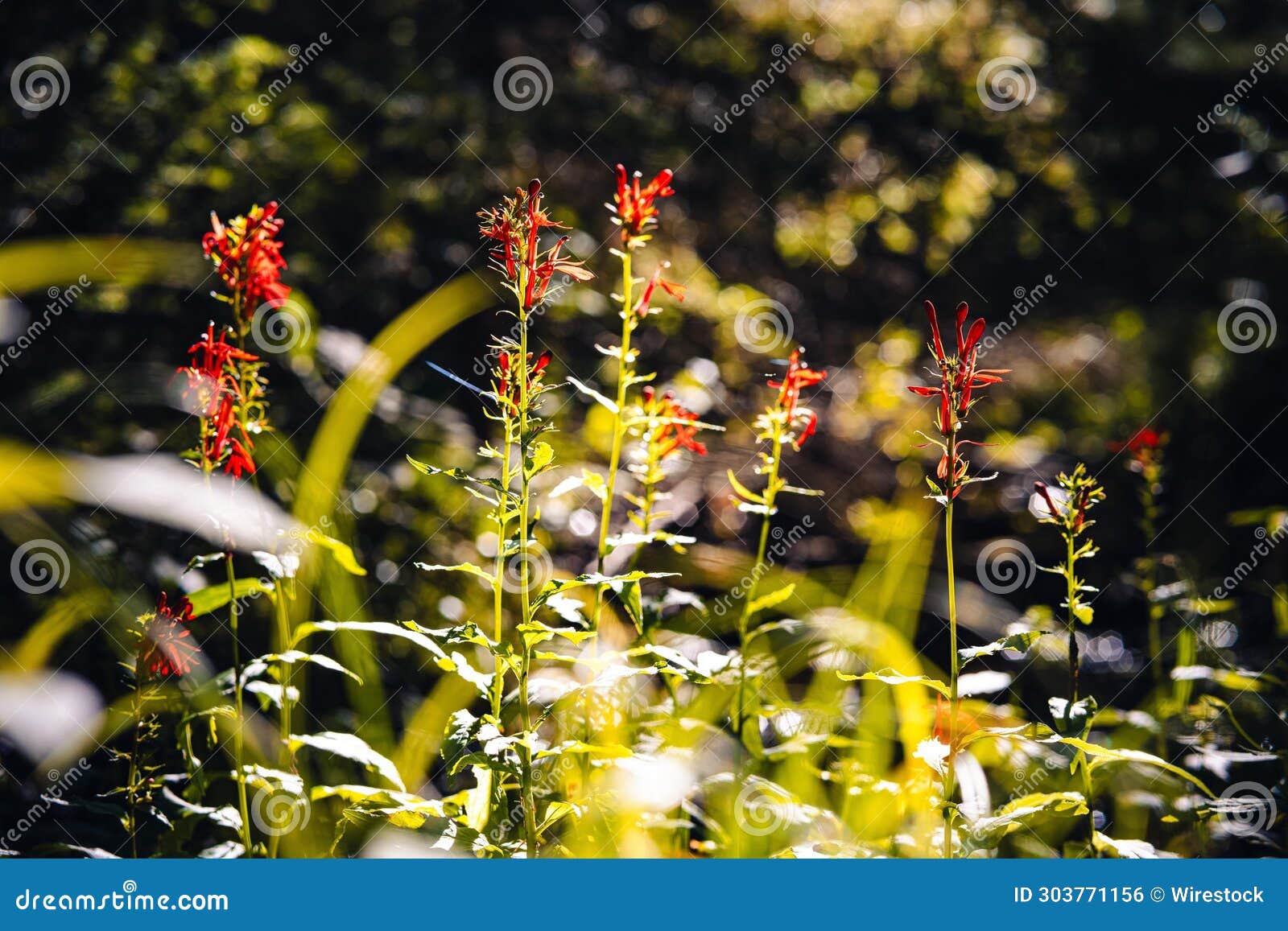 Bright Red Flowers in Full Bloom Illuminated by Warm Sunlight Stock ...