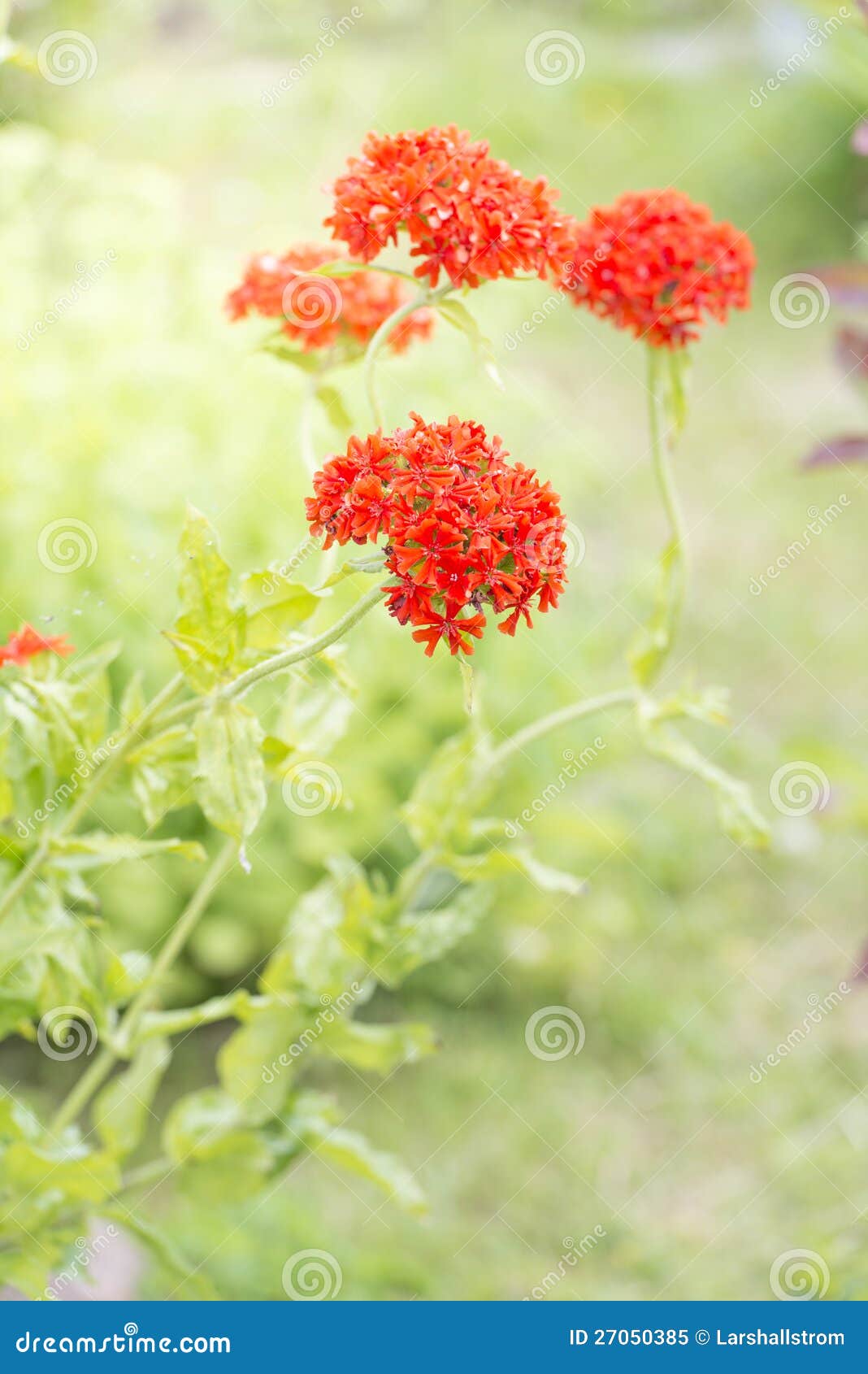 Bright Red Flowers Growing in a Garden Stock Image - Image of summer ...