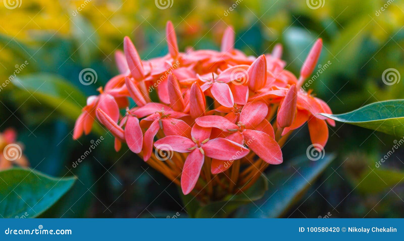 Bright Red Flowers and a Lot of Greenery Stock Photo - Image of floral ...