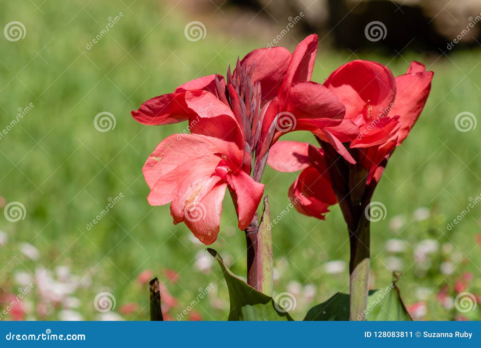 Bright red flowers stock image. Image of plants, outdoors - 128083811