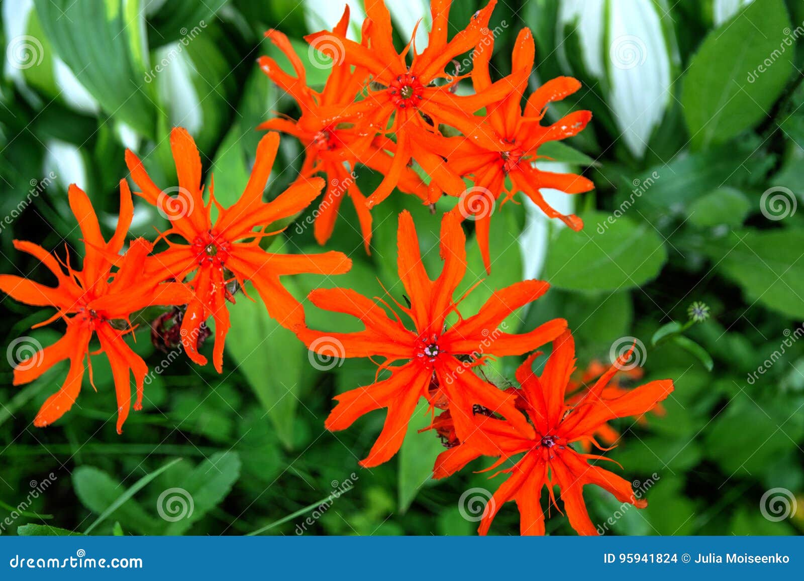 The Bright Red Flowers Separated by Petals and Black Pattern on the ...