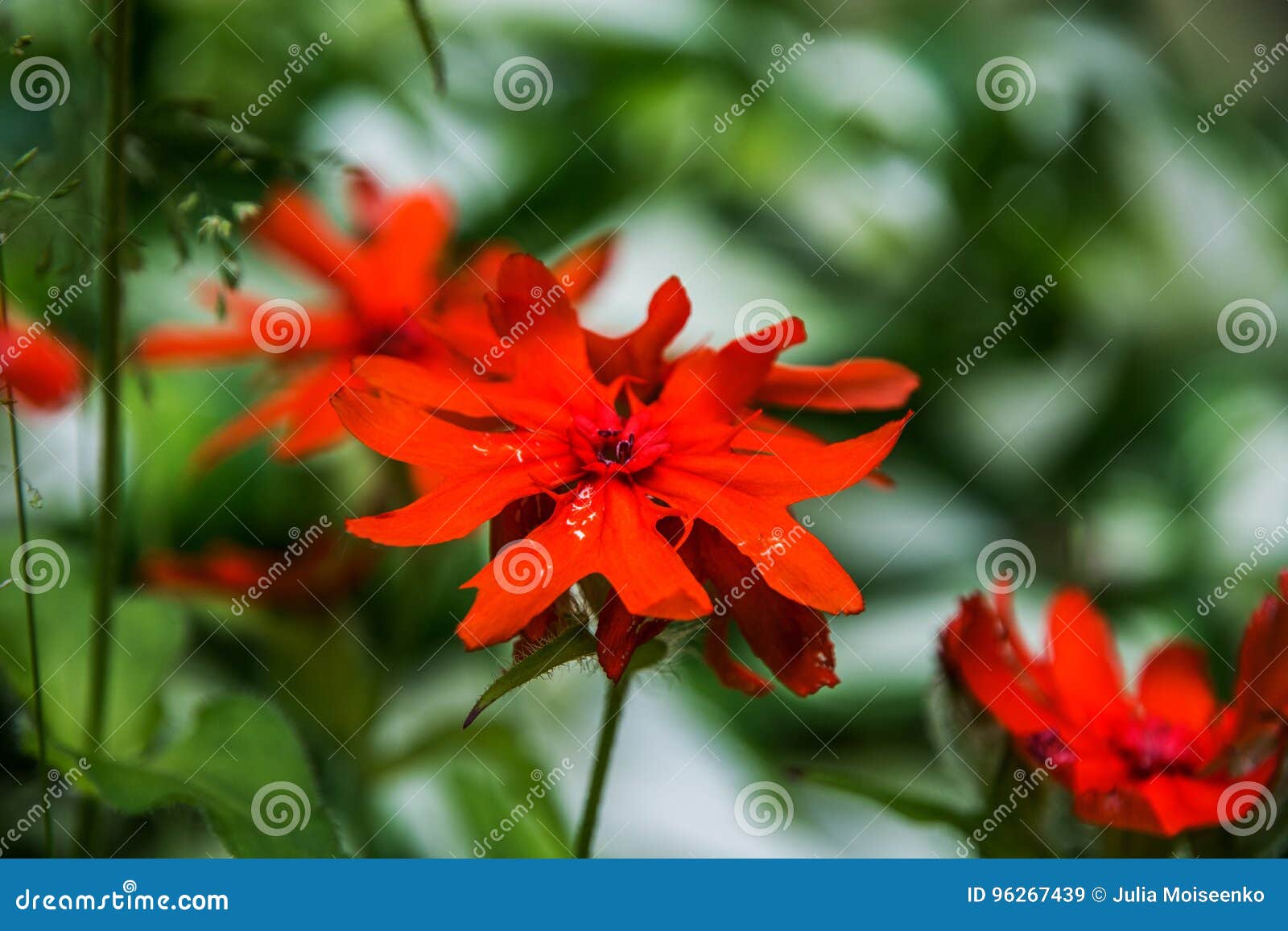 The Bright Red Flowers Separated by Petals and Black Pattern on the ...