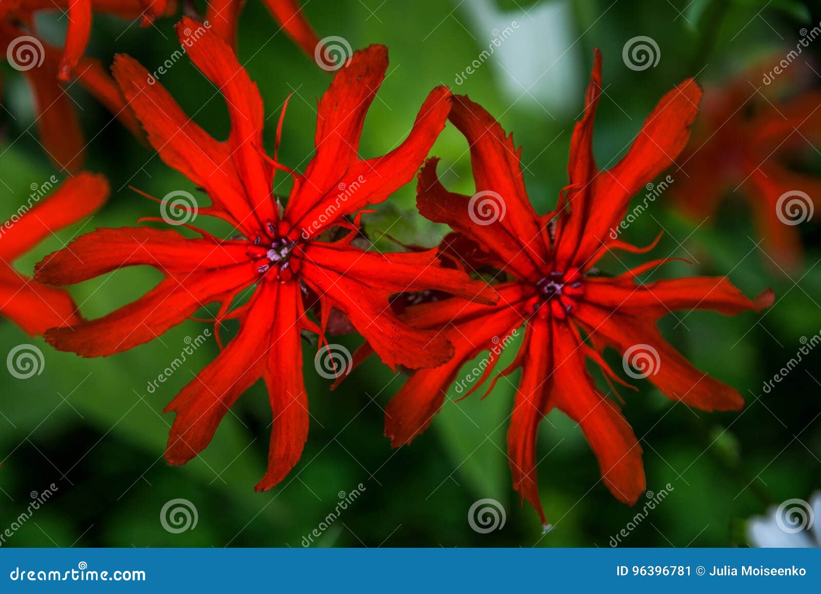 The Bright Red Flowers Separated by Petals and Black Pattern on the ...