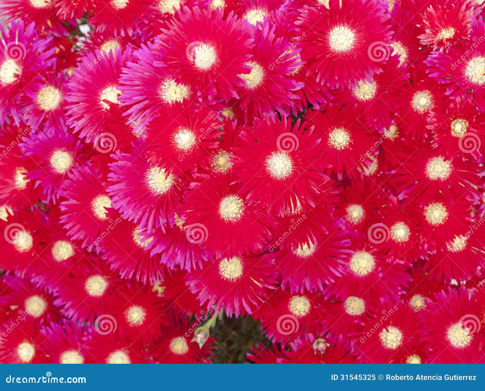Bright red flowers stock image. Image of bouquet, gerber - 31545325