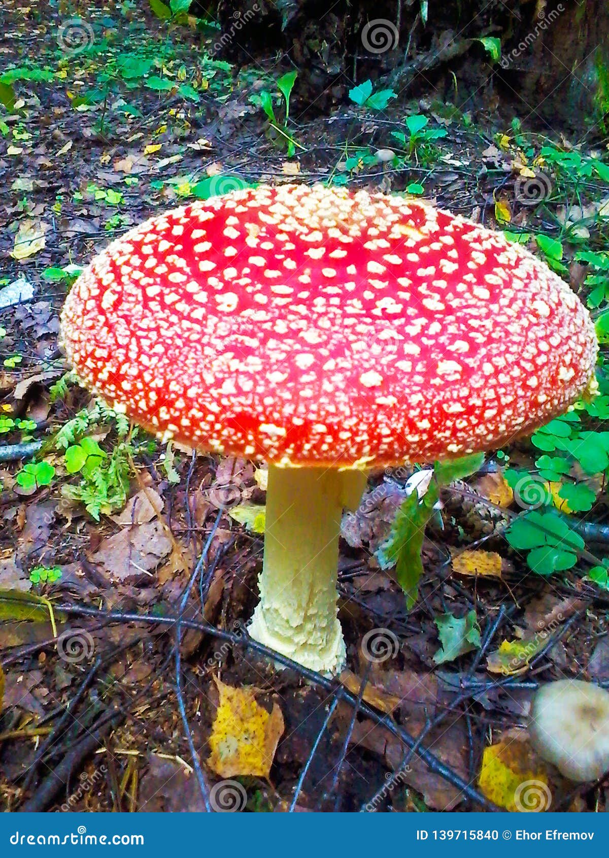 Bright, Red Fly Agaric in a Clearing. Stock Photo - Image of glade ...