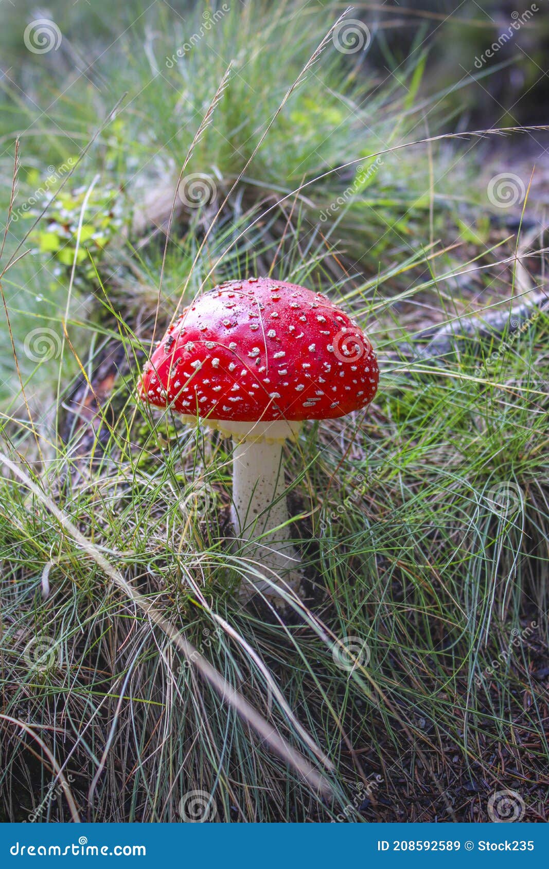 Bright Red Fly Agaric in Dense Moss Stock Image - Image of conspicuous ...