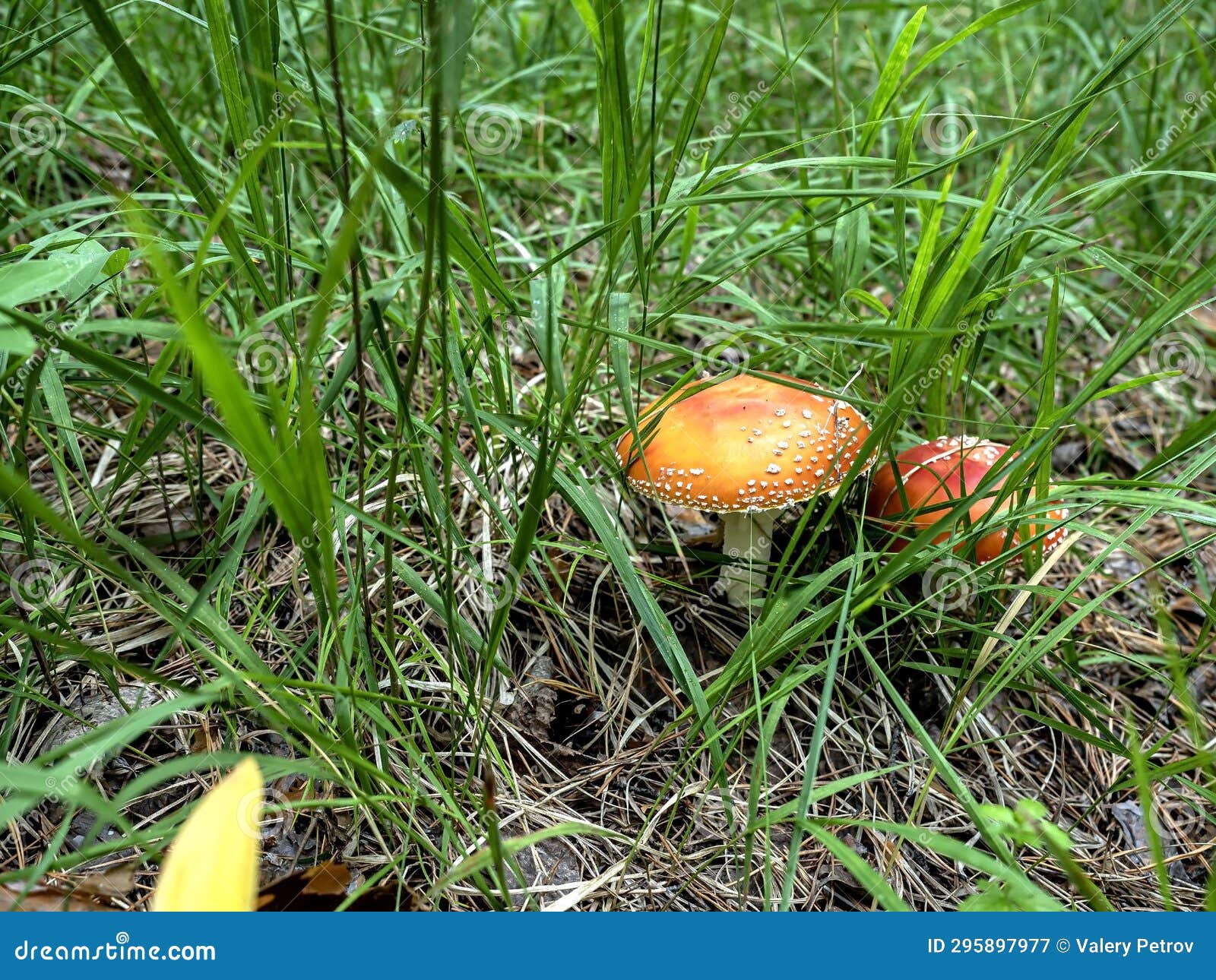 Bright Red Fly Agaric in the Forest among Green Grass Stock Image ...