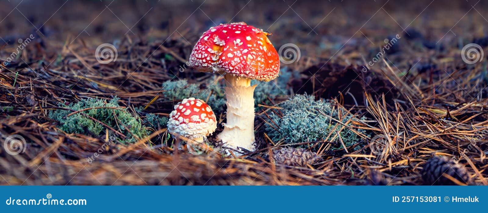 Bright Red Fly Agaric with White Pimples Stock Image - Image of autumn ...