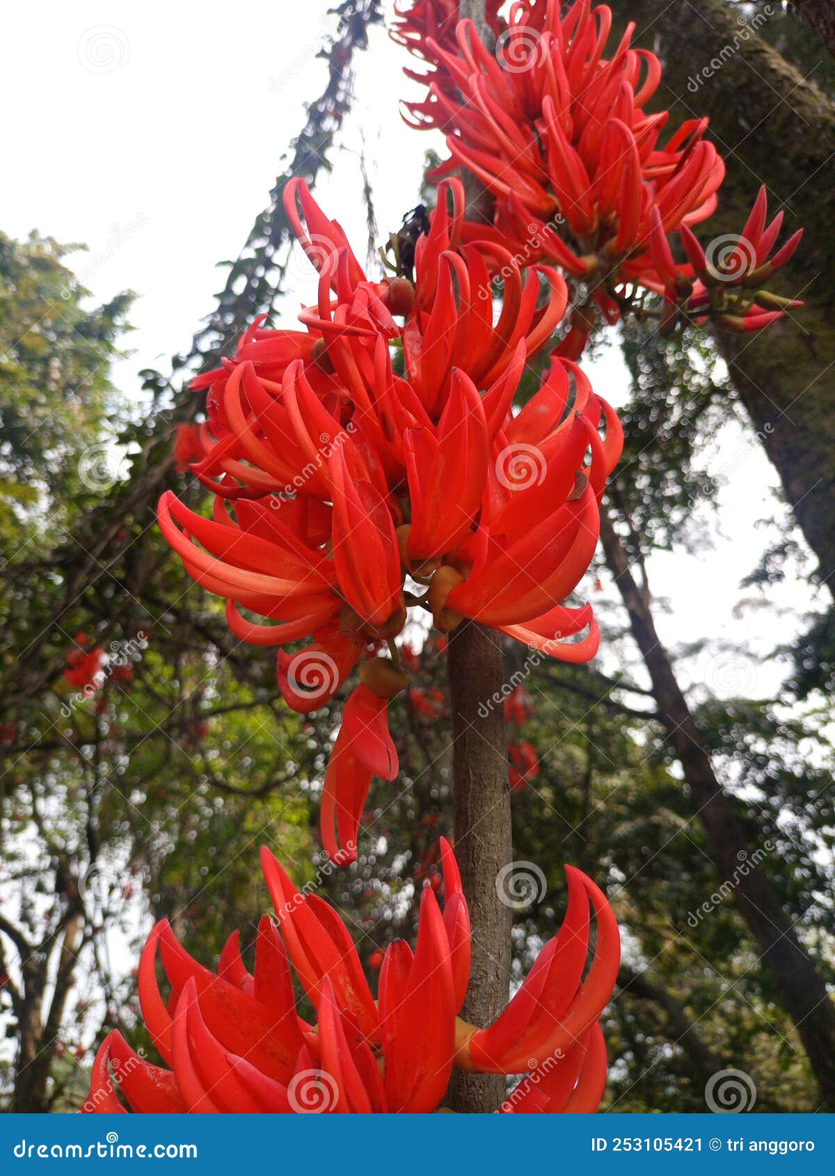 Bright Red Forest Flowers in the Bogor Botanical Gardens Stock Image ...