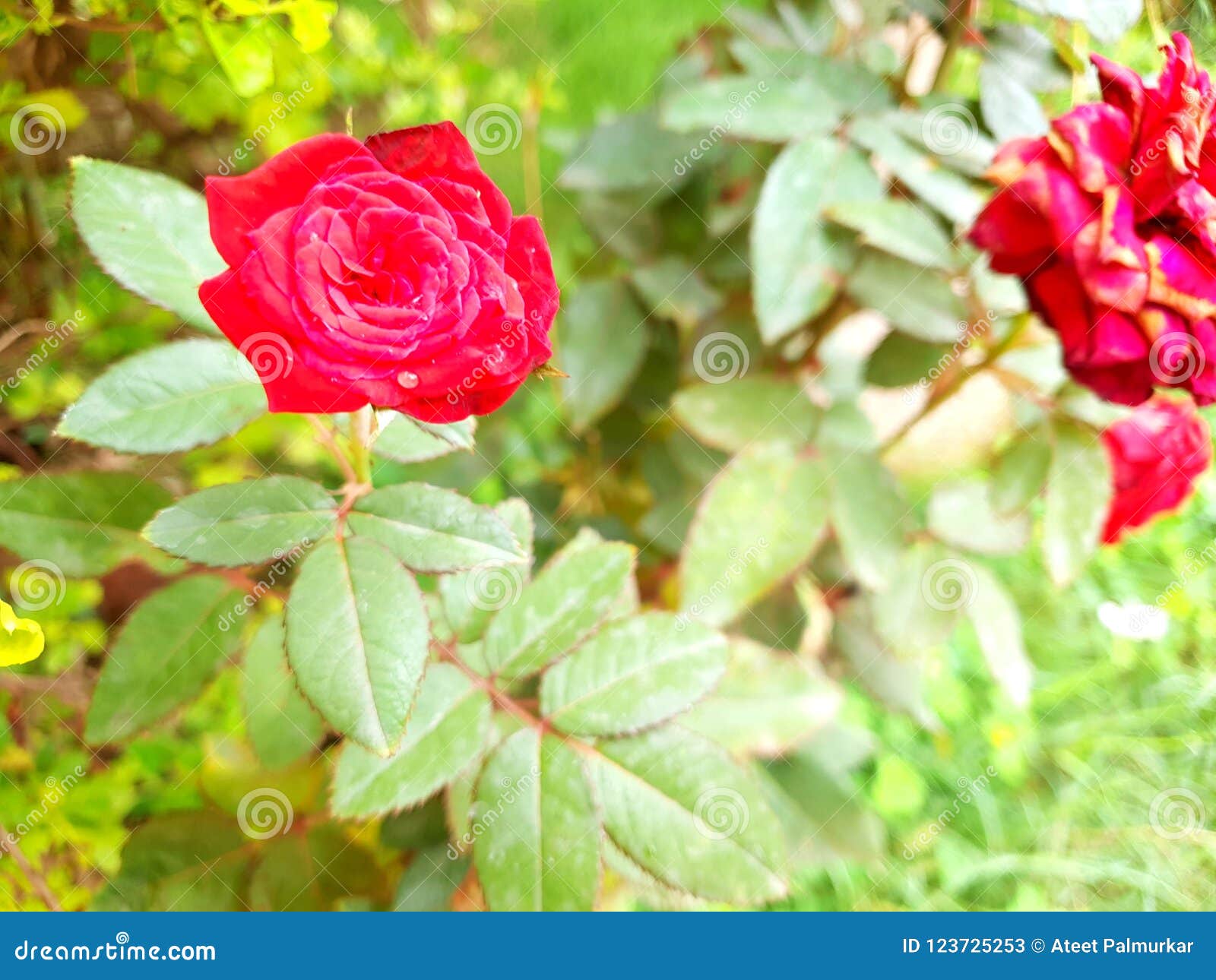 Red roses plant stock image. Image of plant, fresh, bright - 123725253