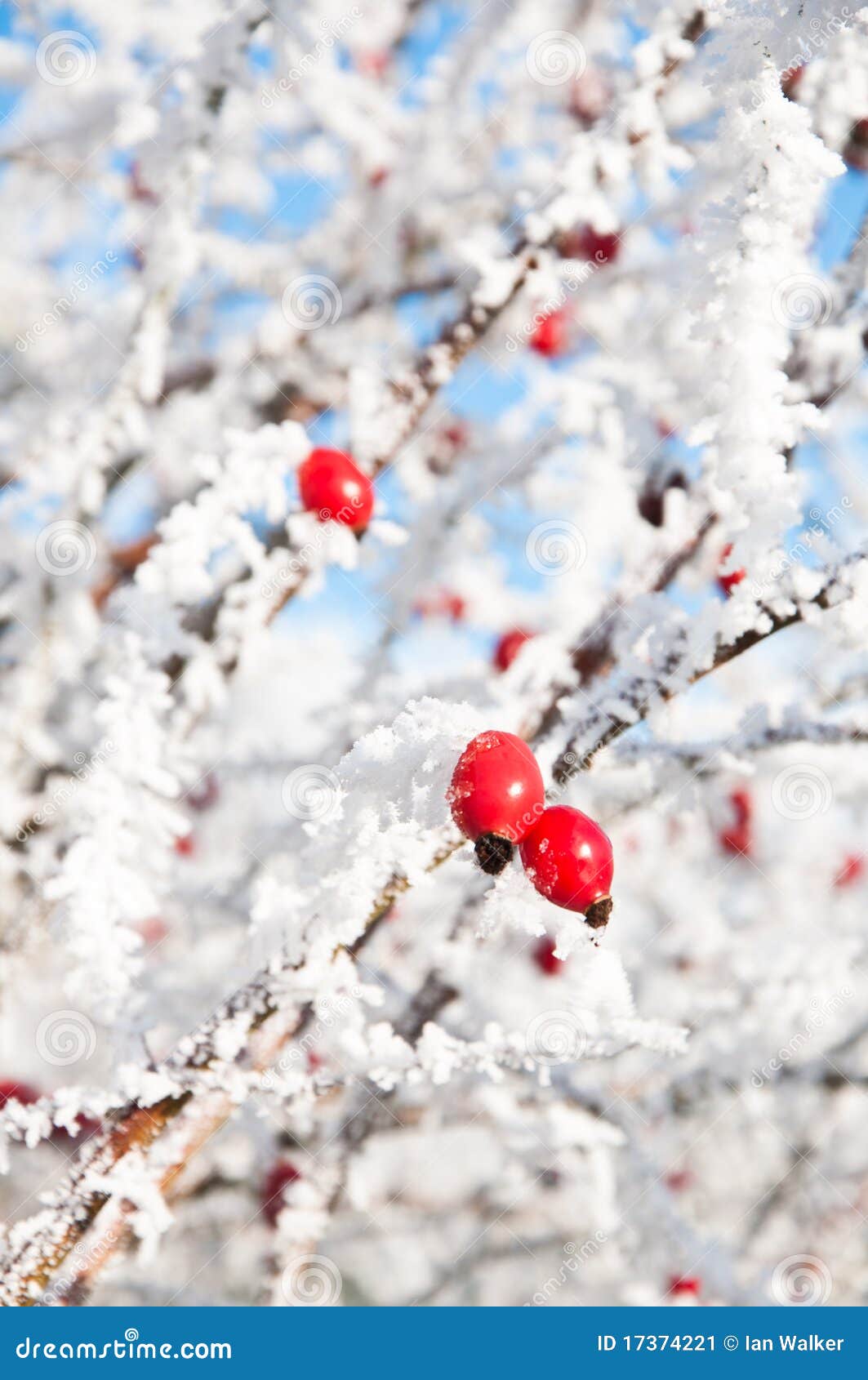 Bright Red Frosted Berries stock image. Image of white - 17374221