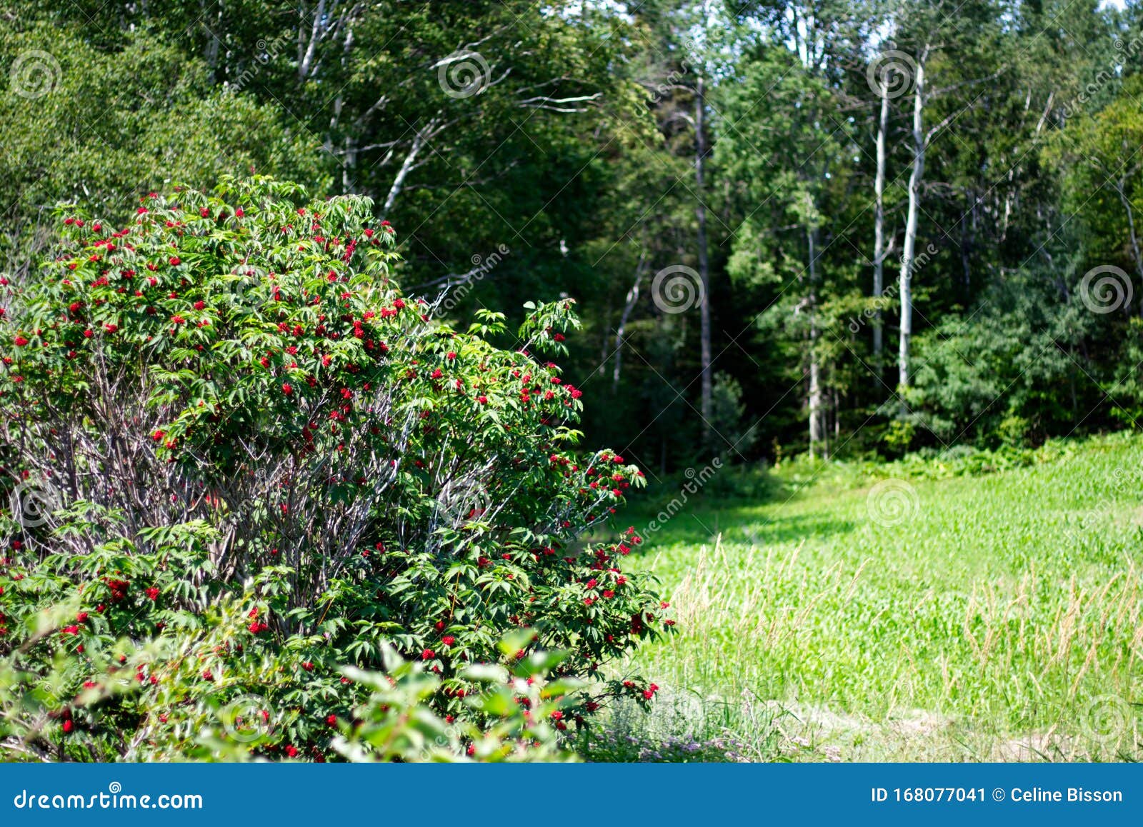 Bright Red Fruits in a Tree Stock Image - Image of flowers, beauty ...