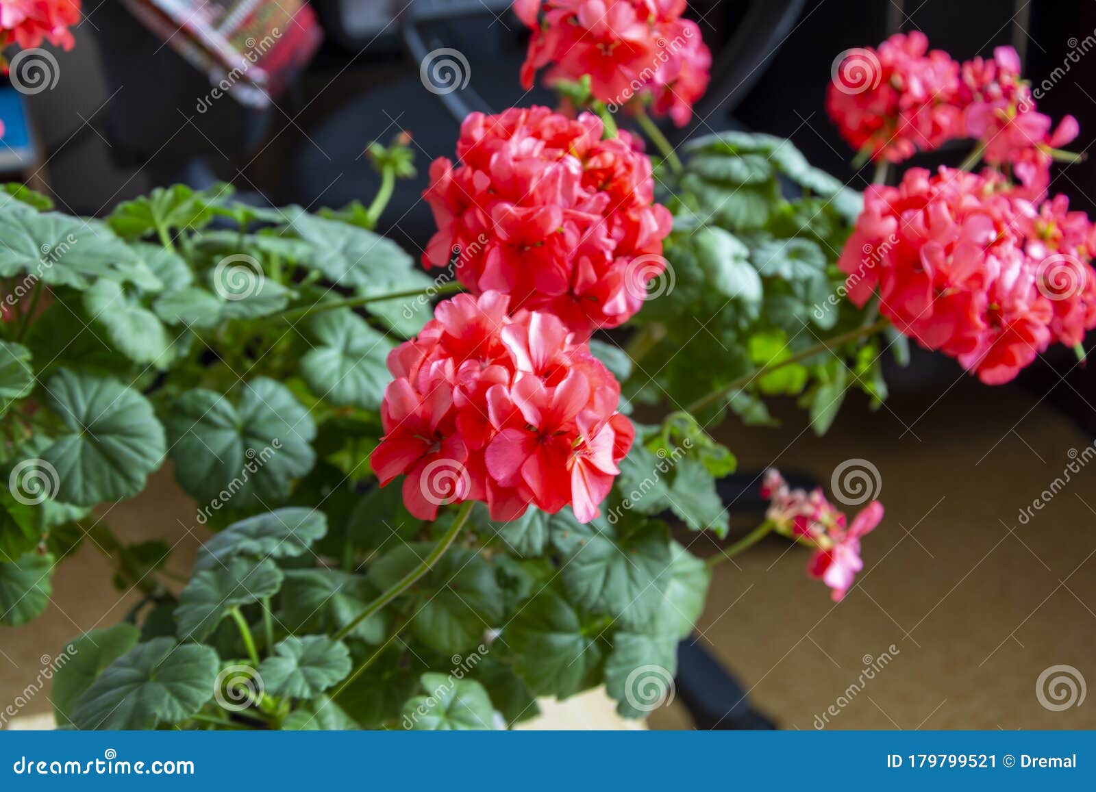Bright red geranium flower stock image. Image of flower - 179799521