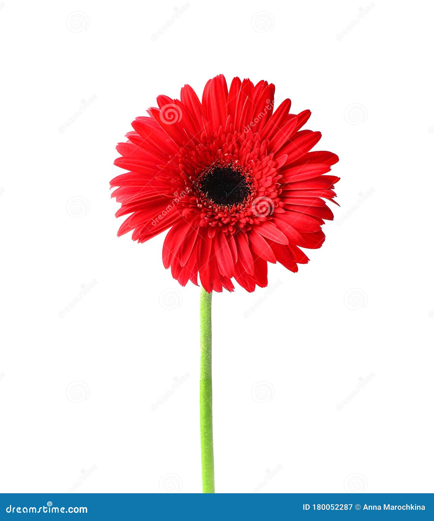 Bright red gerbera flower stock image. Image of freshness - 180052287
