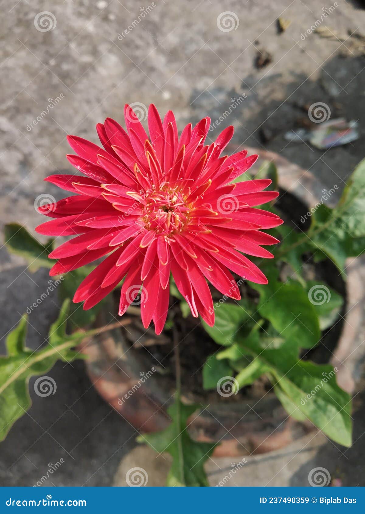 Bright Red Gerbera Flower Center Closeup Stock Image - Image of plant ...