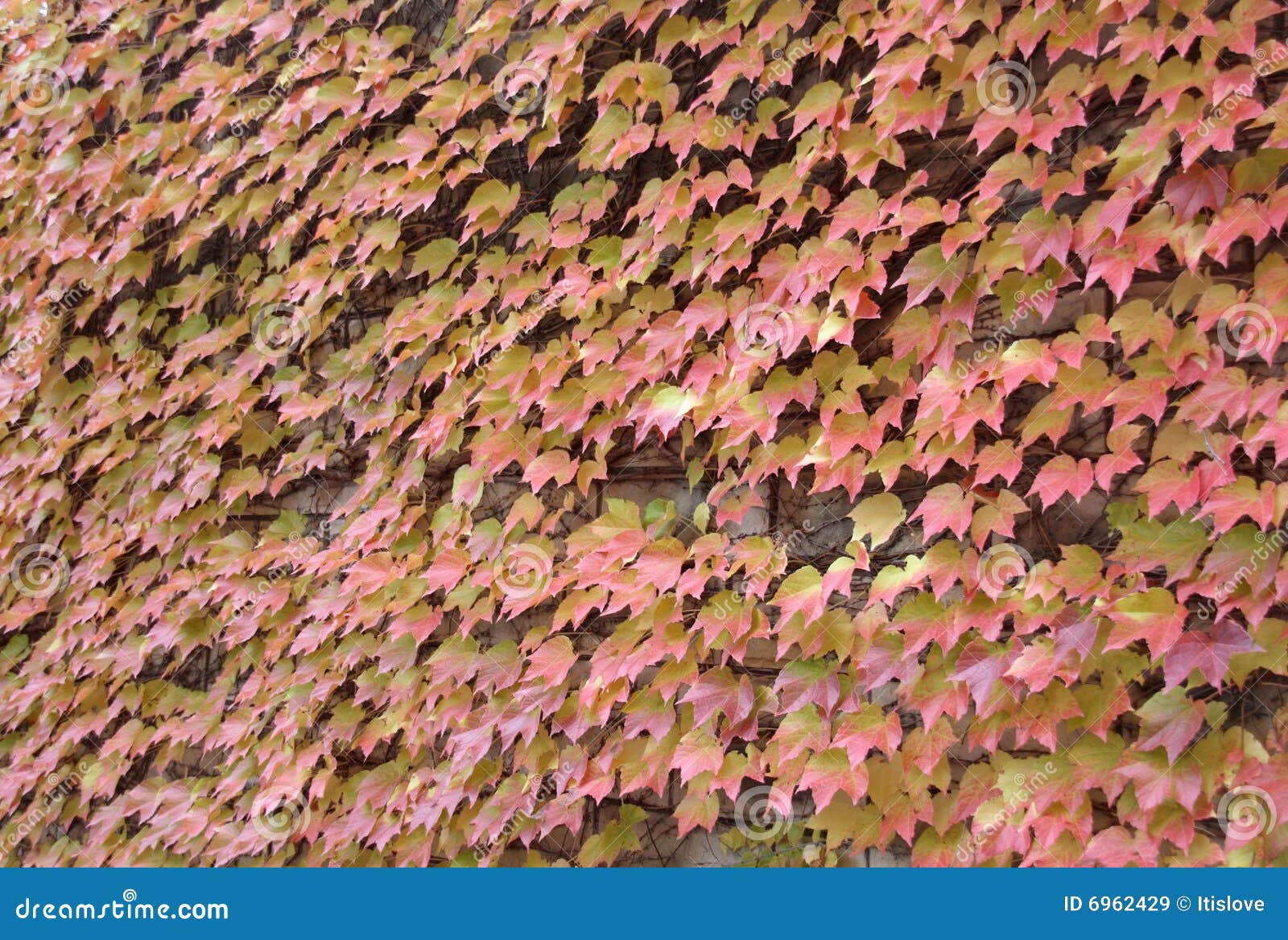 Bright red grape leaves stock image. Image of orange, agriculture - 6962429