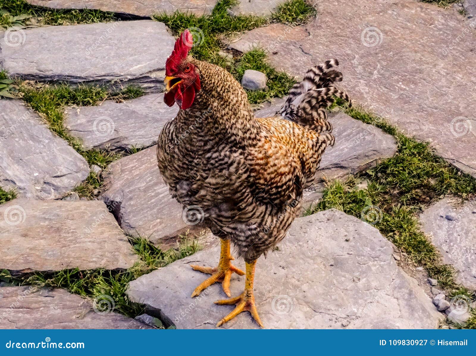 A Plucky Chicken Looking Down the Camera Stock Image - Image of barren ...