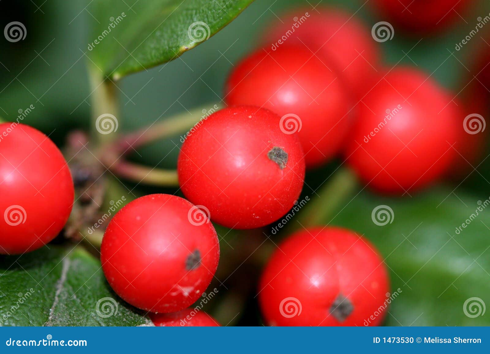 Bright Red Holly Berries on Tr Stock Photo - Image of berries, leaves ...