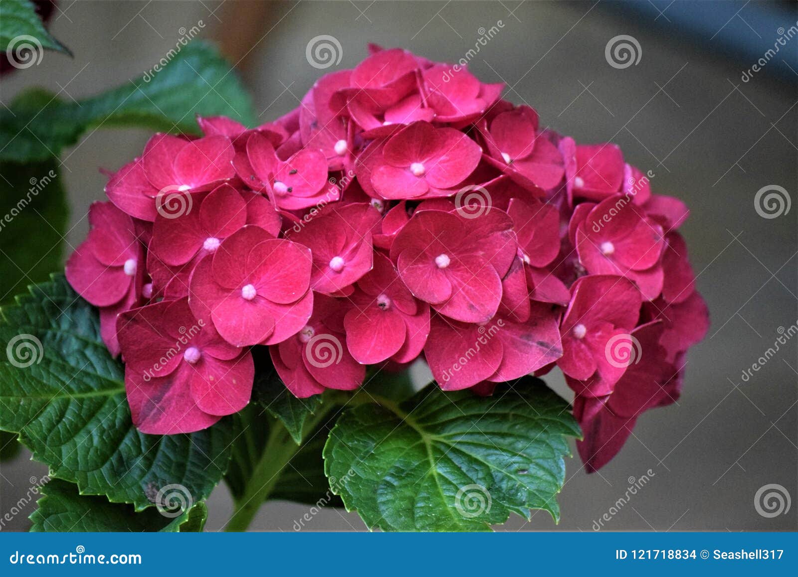 Bright red hydrangeas stock photo. Image of hydrangeas - 121718834