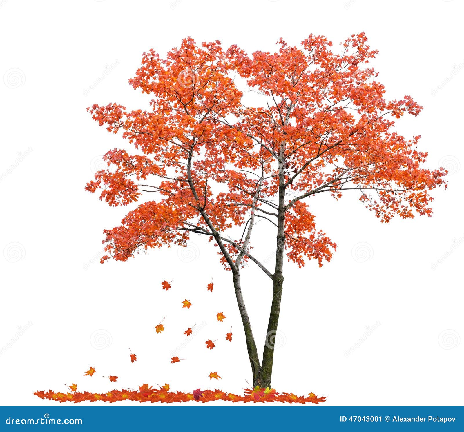Bright Red Isolated Maple and Falling Leaves Stock Image - Image of ...
