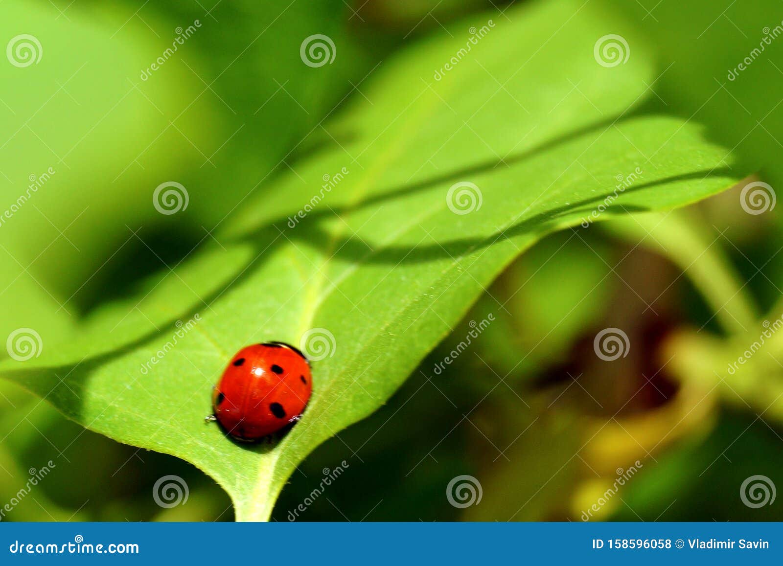 A Bright Red Ladybug with Black Spots Creeps on a Green Leaf Stock ...