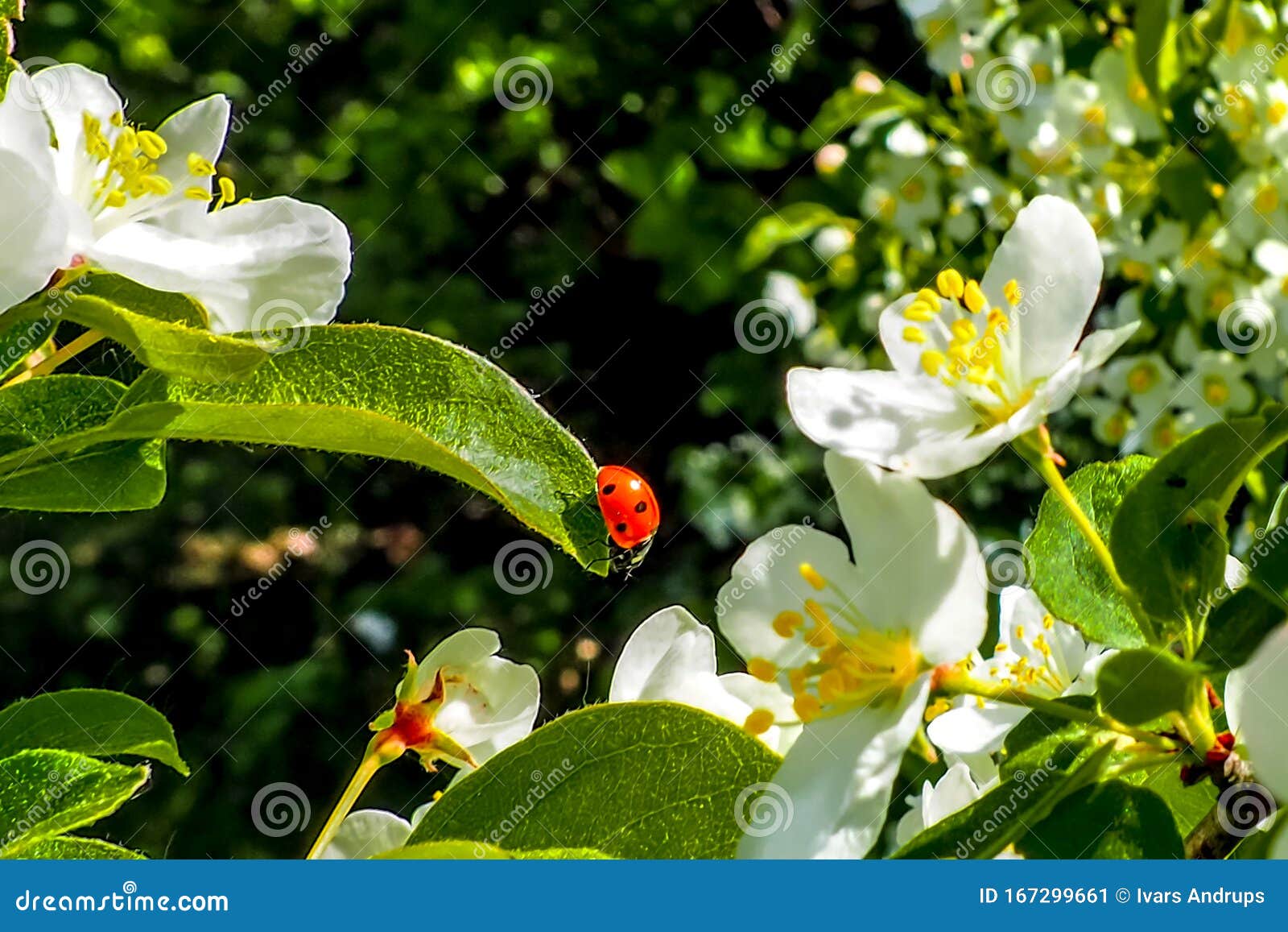 A Bright Red Ladybug Royalty-Free Stock Photography | CartoonDealer.com ...