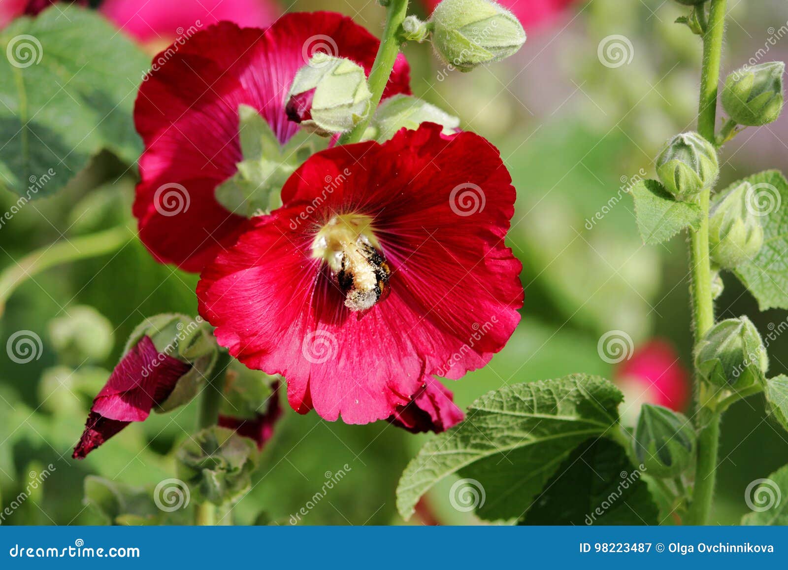Bright Red Large Flowers Mallow with Bumblebee in Summer. Stock Image ...