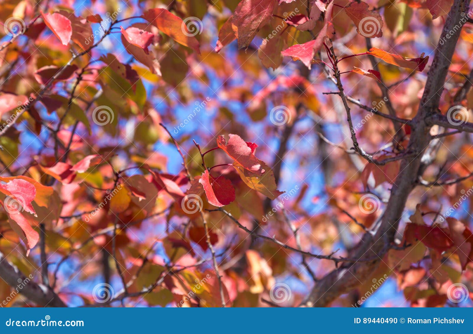 Bright Red Leaves of Almonds on Branches in Autumn Stock Photo - Image ...