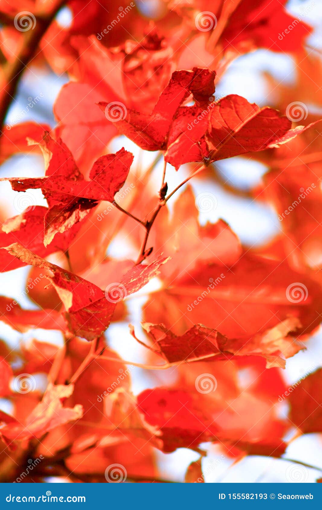 Bright Red Leaves of a Red Copper Beech Stock Image - Image of foliage ...