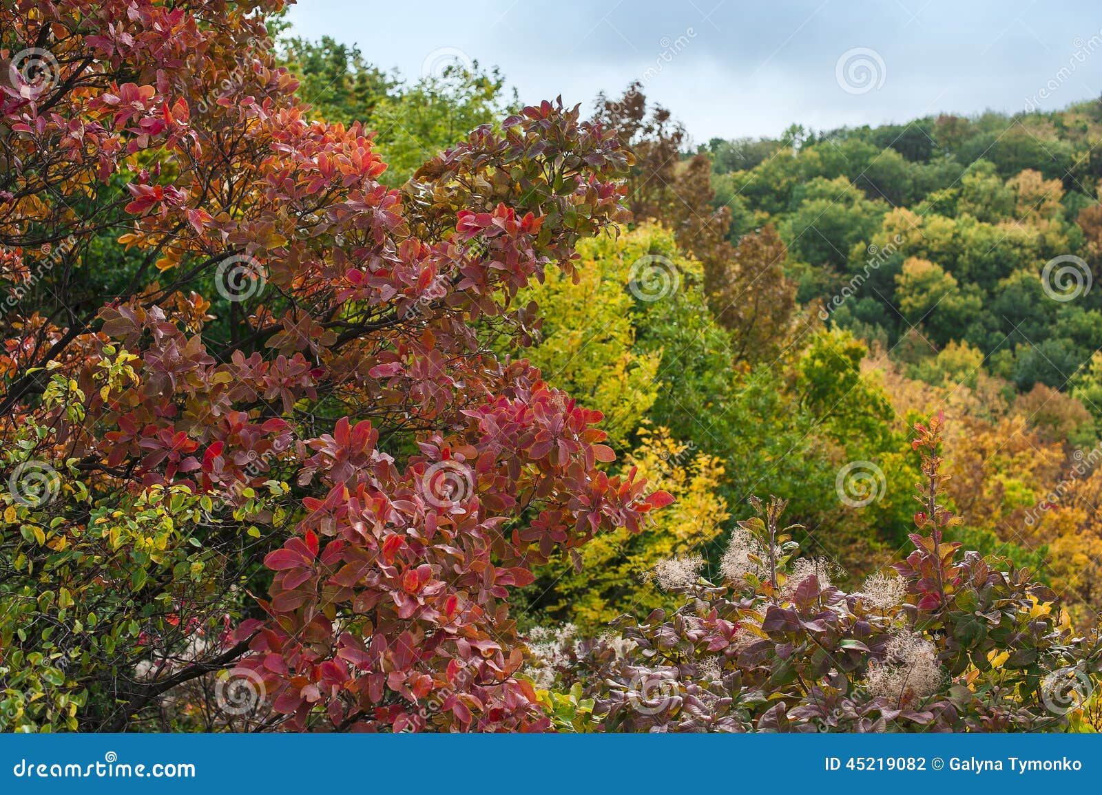 Bright Red Leaves in Soft Focus, Autumn Background Stock Photo - Image ...