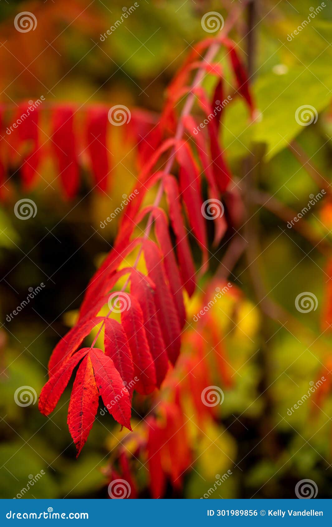 Bright Red Leaves of Sumac Along Blue Ridge Parkway Stock Photo - Image ...