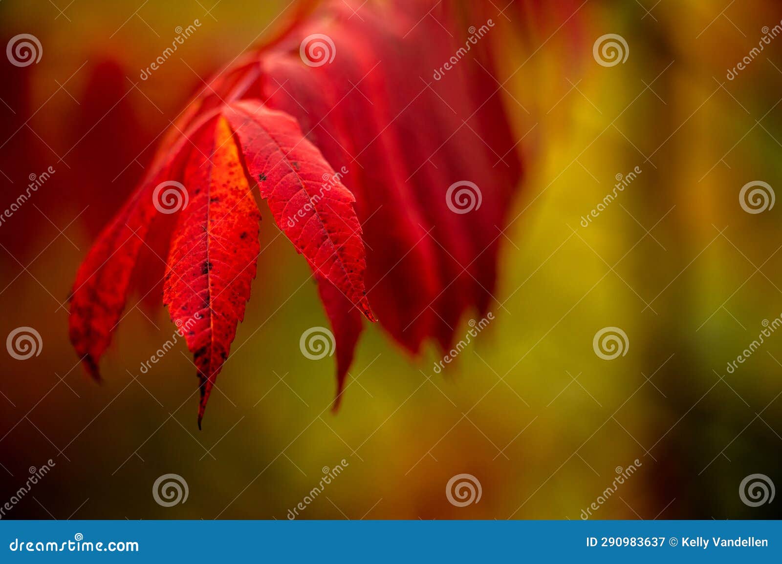 Bright Red Leaves on Tip of Sumac Branch Stock Image - Image of nature ...