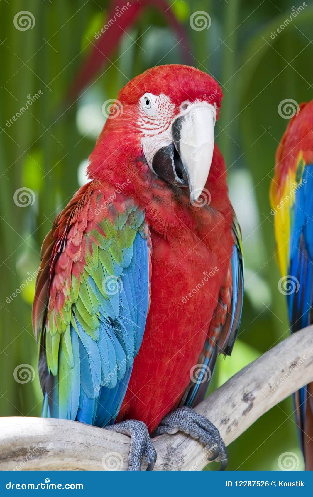 A bright red macaw parrot, stock photo. Image of color - 12287526