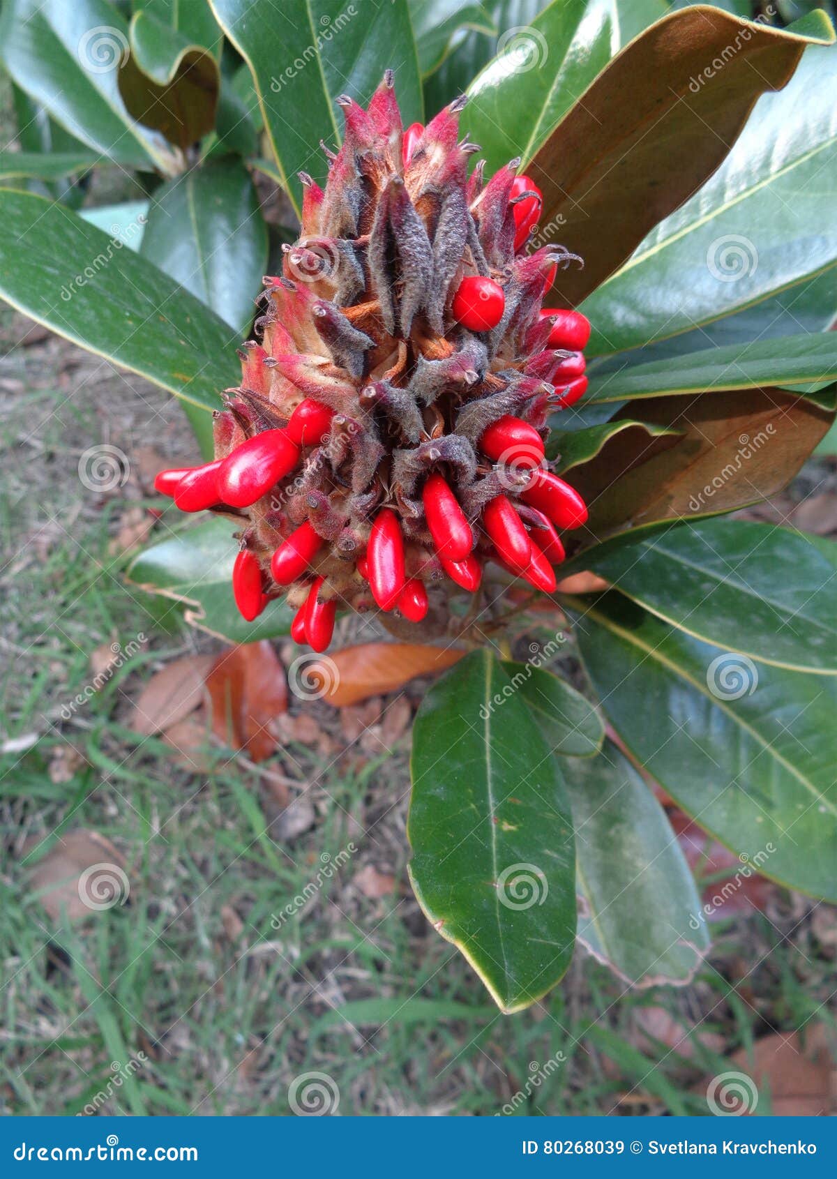 Bright Red Magnolia Tree Seeds in Autumn Stock Image - Image of garden ...