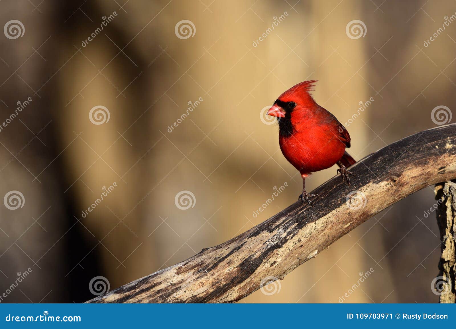 Northern Cardinal stock image. Image of climate, color - 109703971
