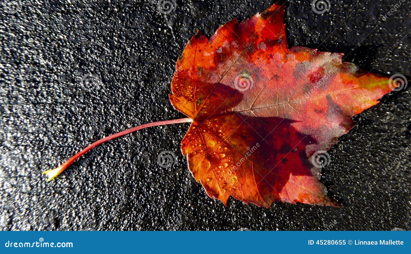 Flag-Lay of a Red Maple Leaf on Black Background Stock Image - Image of ...