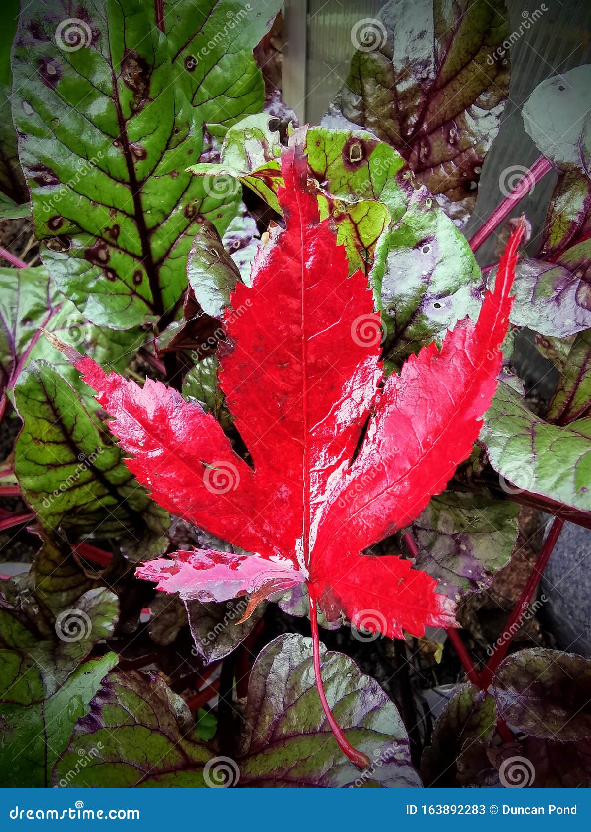 Bright Red Maple Leaf on Dark Green Foliage Stock Image - Image of ...