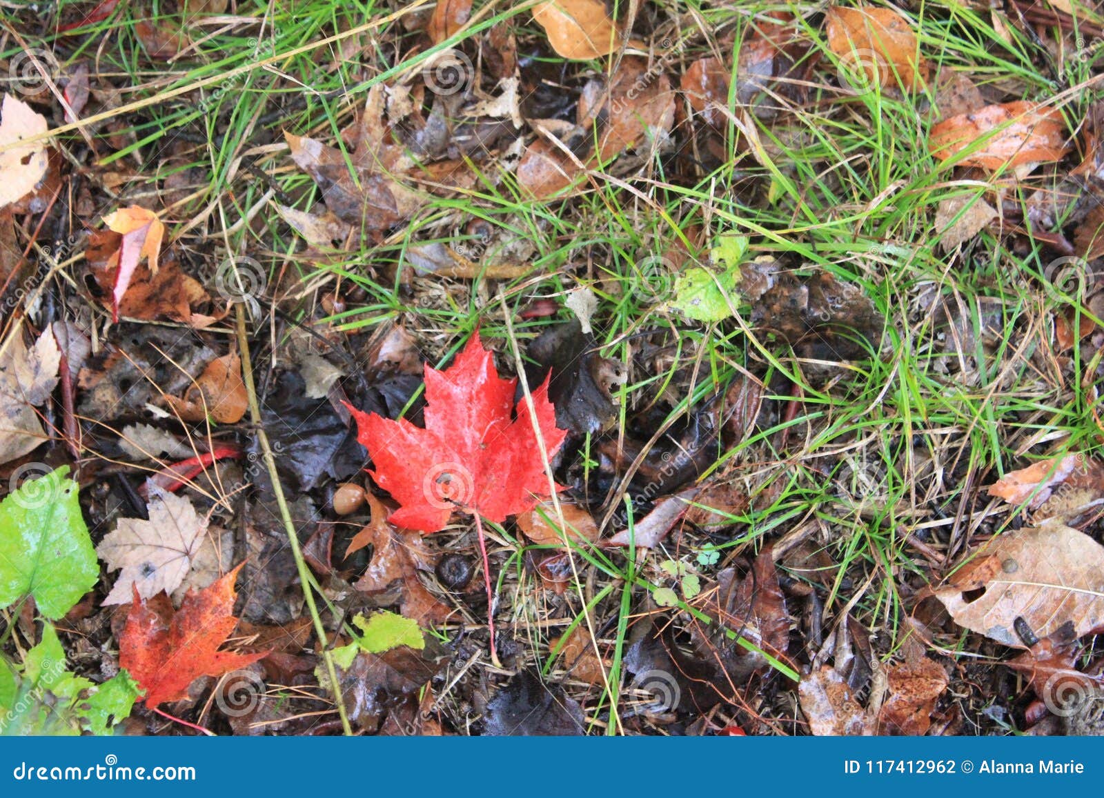 Red Maple Leaf of Fall stock photo. Image of grass, leaf - 117412962