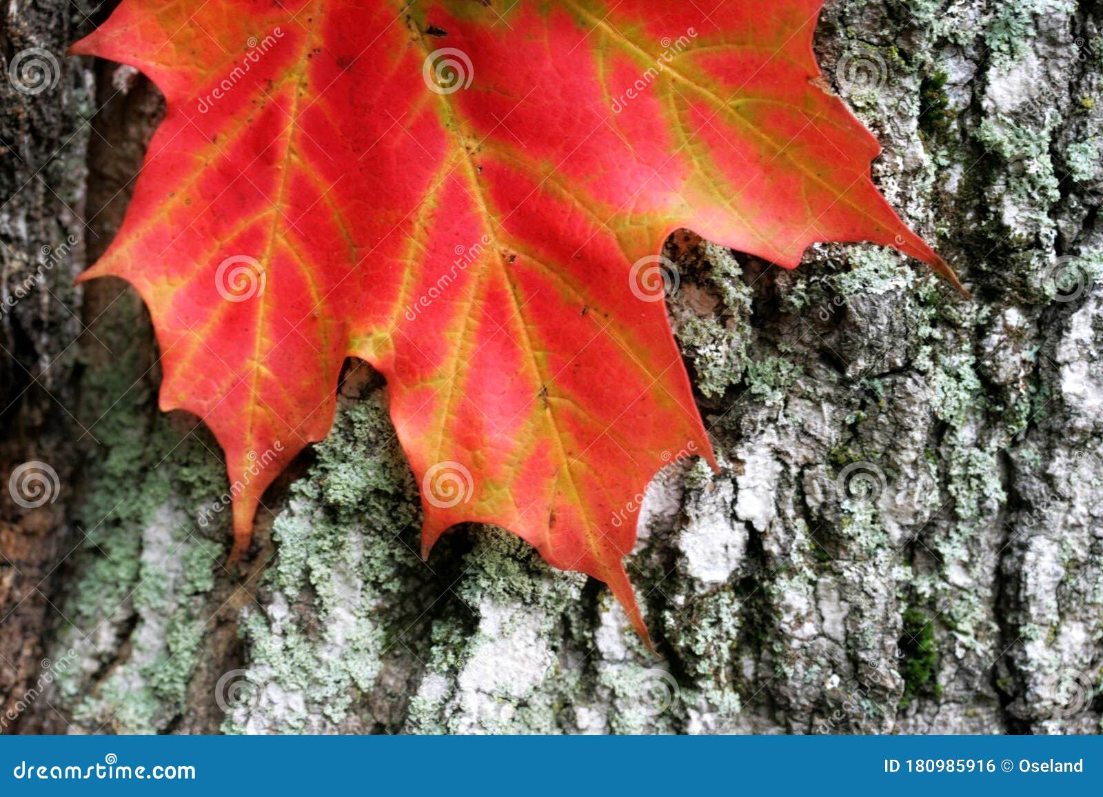 Closeup of Bright Red Maple Leaf on Rough Bark. Stock Photo - Image of ...
