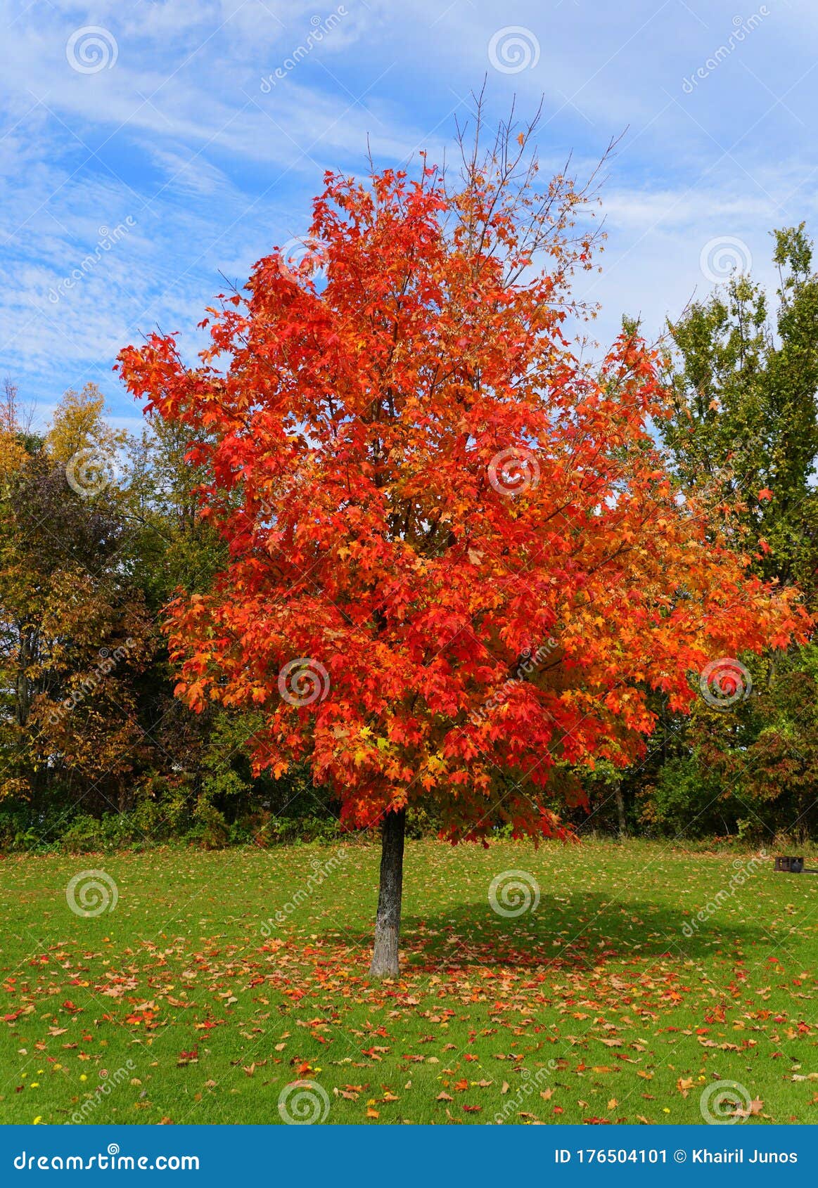 A Bright Red Maple Tree in the Fall Stock Image - Image of forest ...
