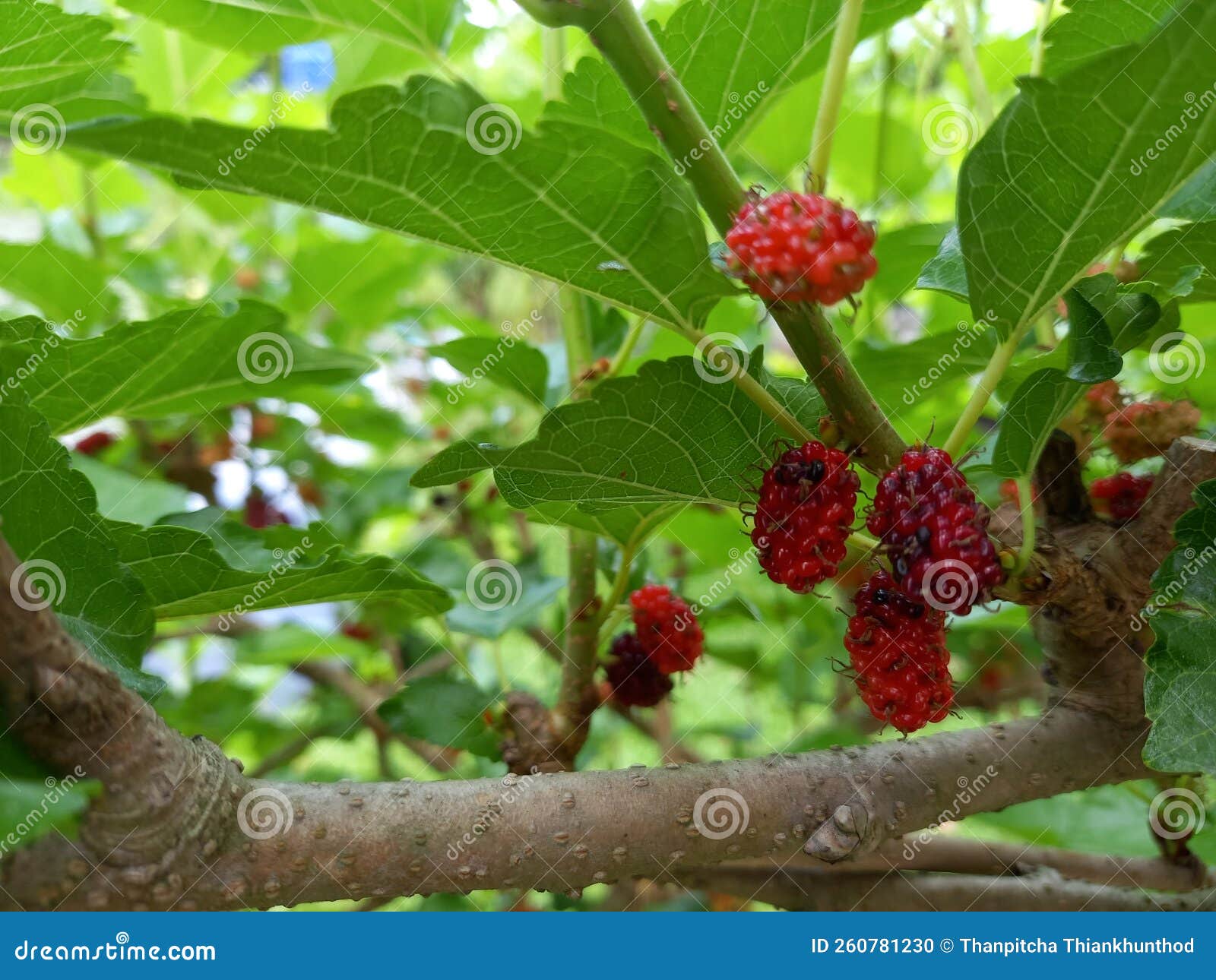 Bright red mulberry stock photo. Image of vegetable - 260781230