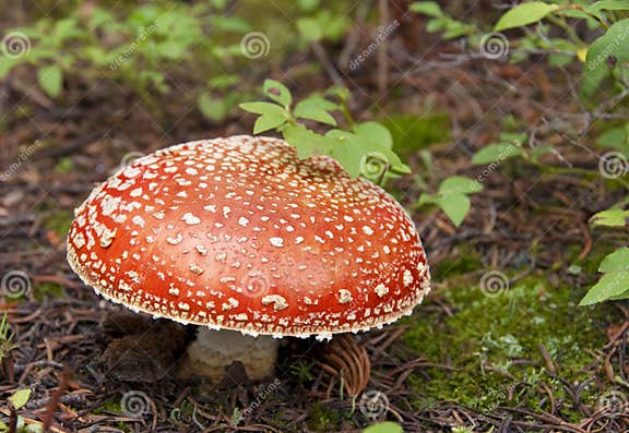 Bright Red Mushroom stock image. Image of shape, speckles - 16551889