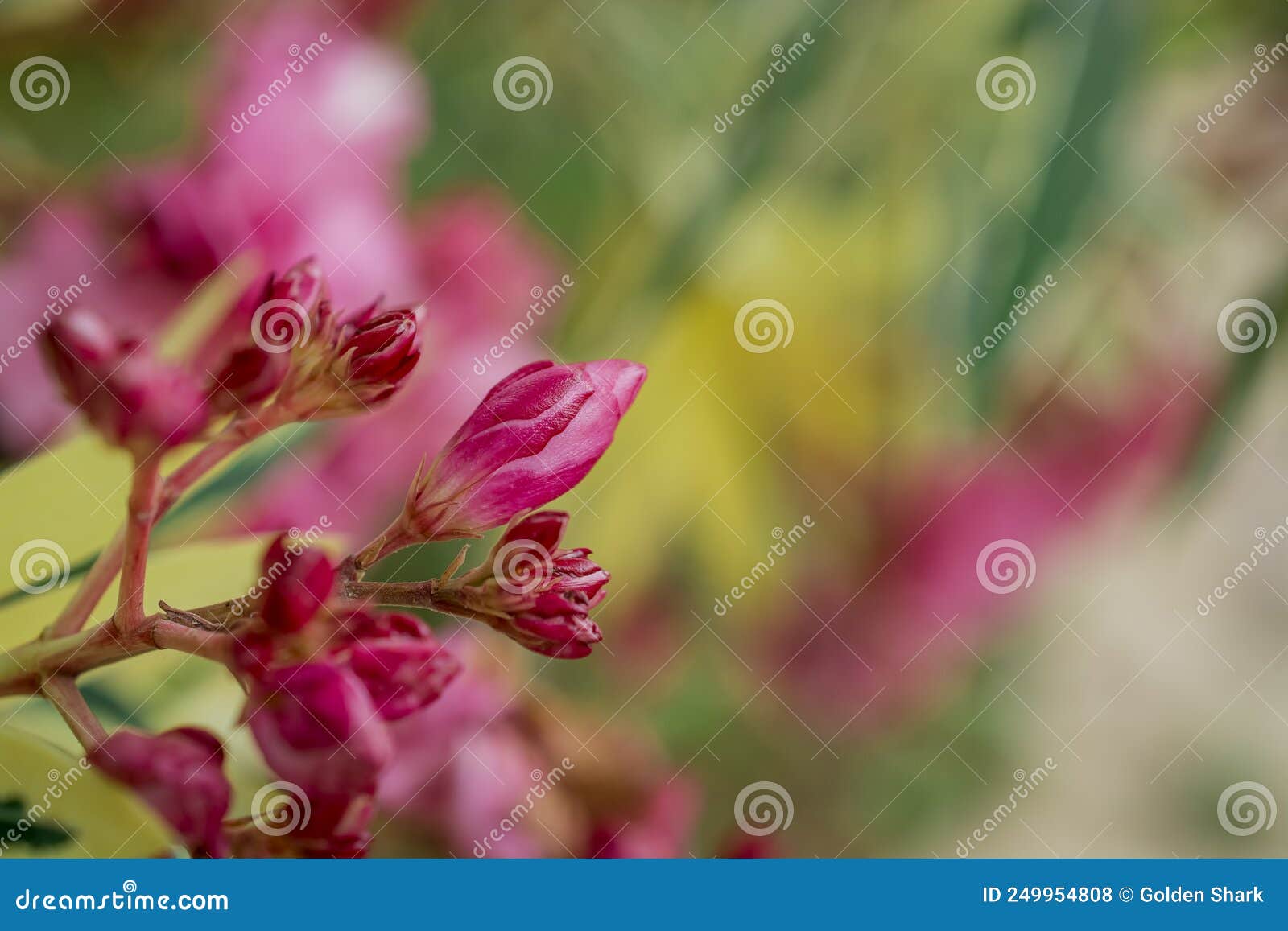 The Bright Red Nerium Oleander Flowers are so Beautiful Stock Photo ...