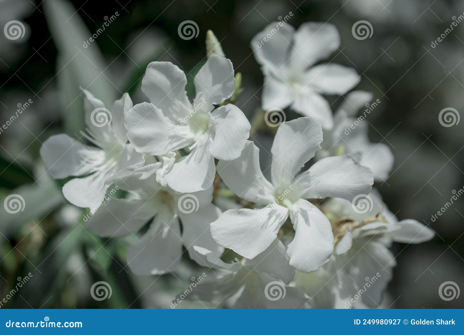 The Bright Red Nerium Oleander Flowers are so Beautiful Stock Image ...