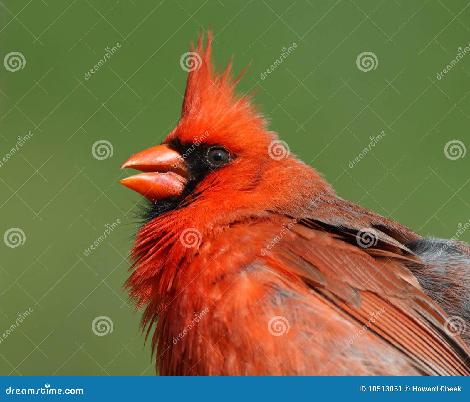 Bright Red Northern Cardinal Stock Image - Image of creature, coloured ...