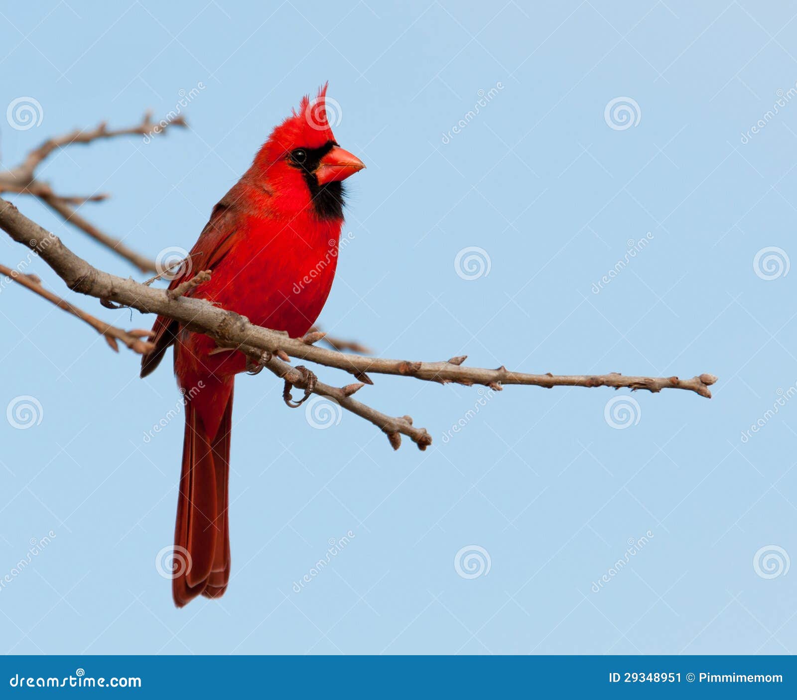 Bright Red Northern Cardinal Male in an Oak Tree Stock Image - Image of ...