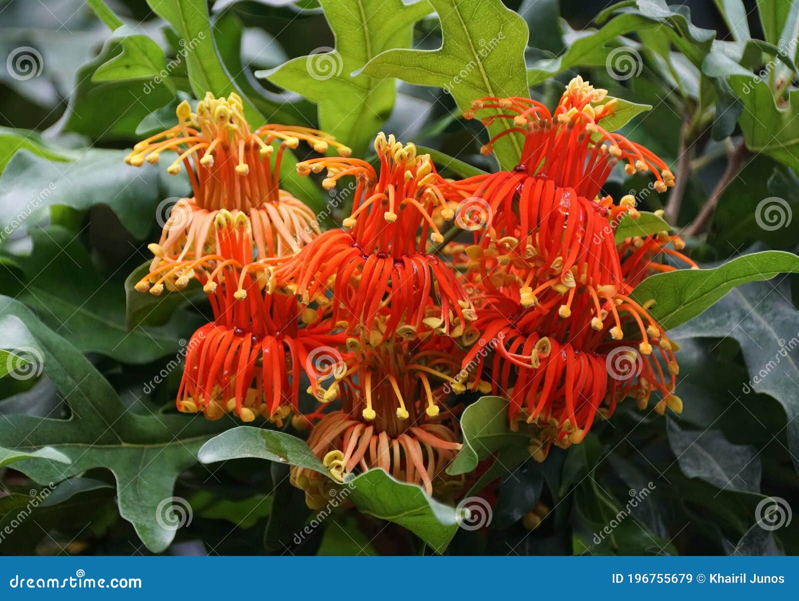 Bright Red and Orange Color of Firewheel Tree Flowers Stock Image ...