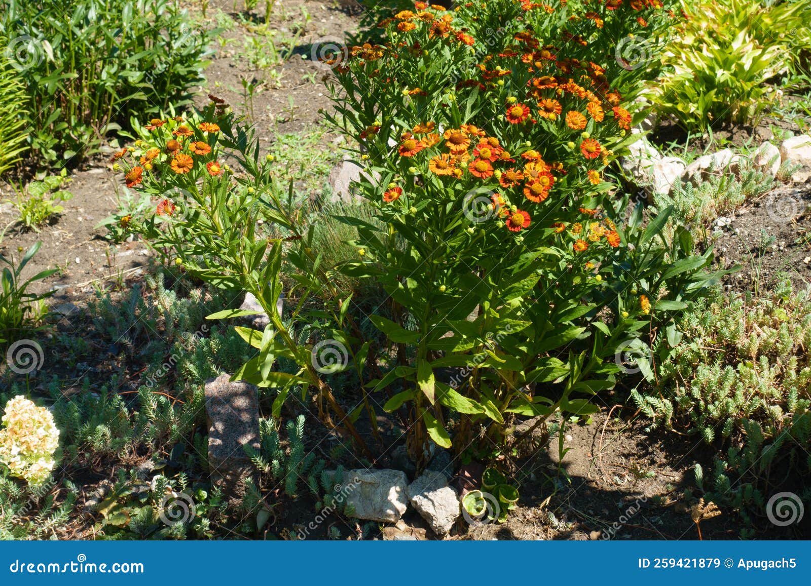 Bright Red and Orange Flowers of Helenium Autumnale Stock Image - Image ...