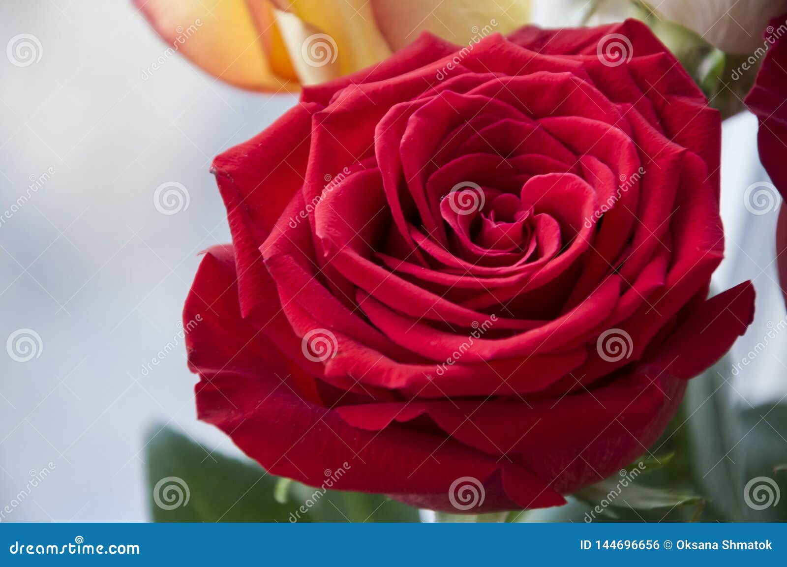 Bright Red, Orange, Pink and White Roses in the Bouquet Stock Photo ...
