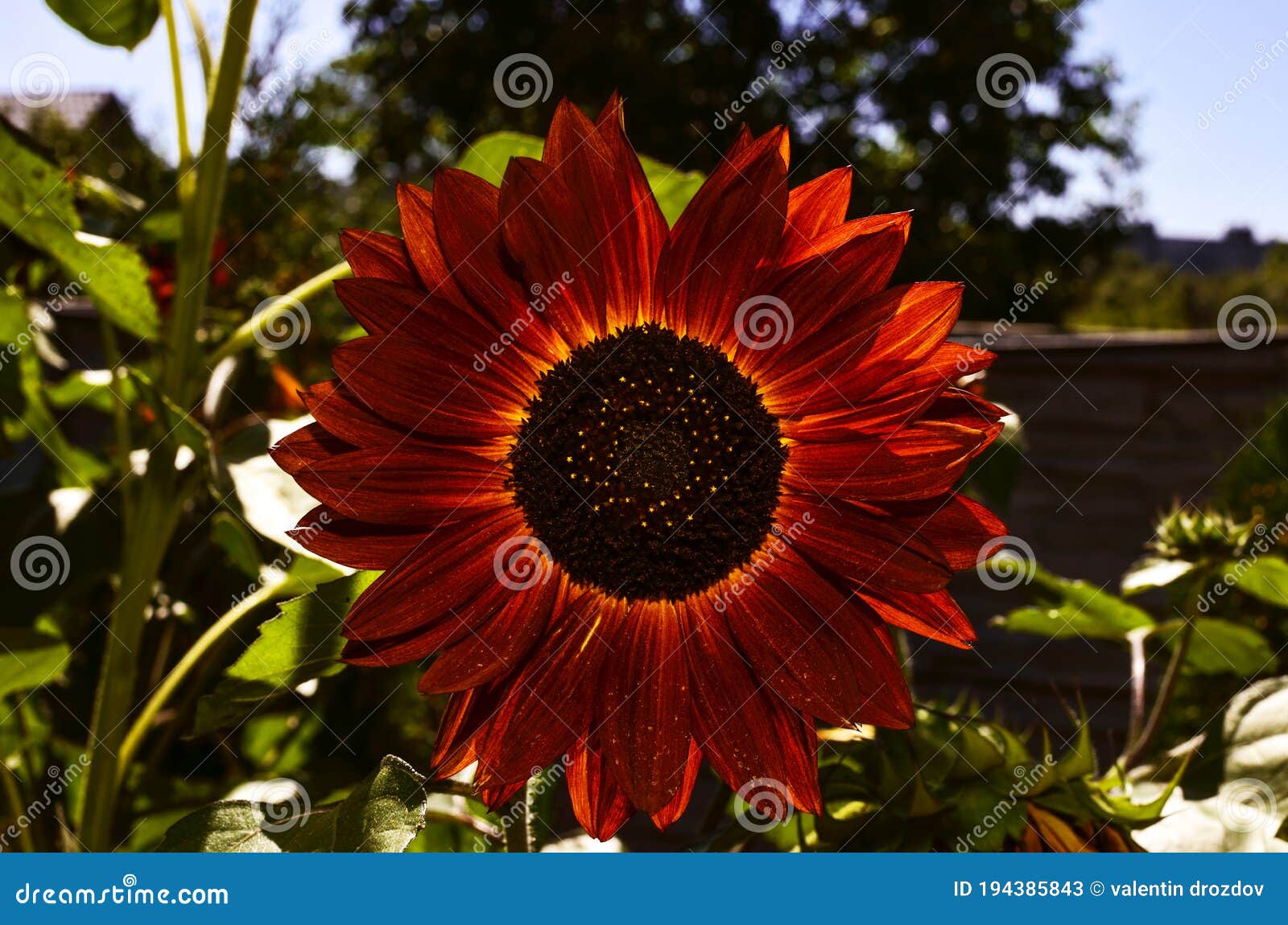 Bright Red-orange Sunflower in the Summer Sun Stock Image - Image of ...
